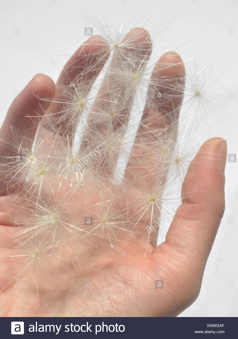 Dandelion Puffs High Resolution Stock Photography and Images - Alamy