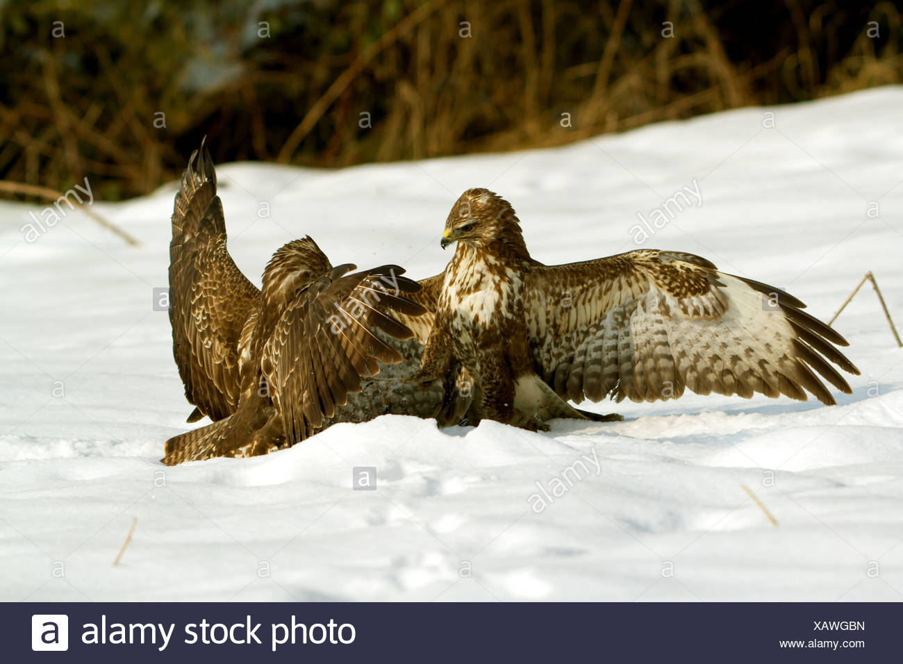 Buzzard Fighting High Resolution Stock Photography and Images - Alamy