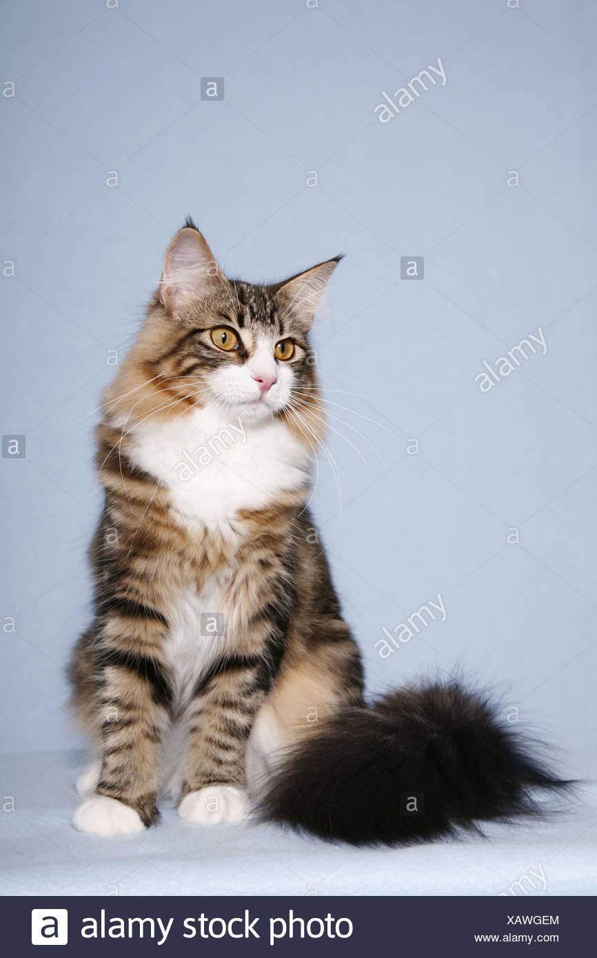 Norwegische Waldkatze High Resolution Stock Photography and Images - Alamy