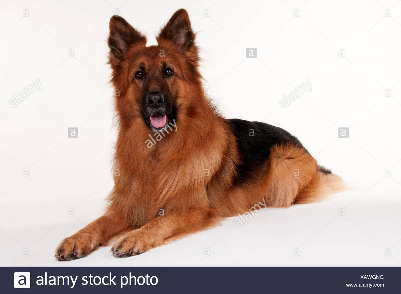 Old German Shepherds High Resolution Stock Photography and Images - Alamy