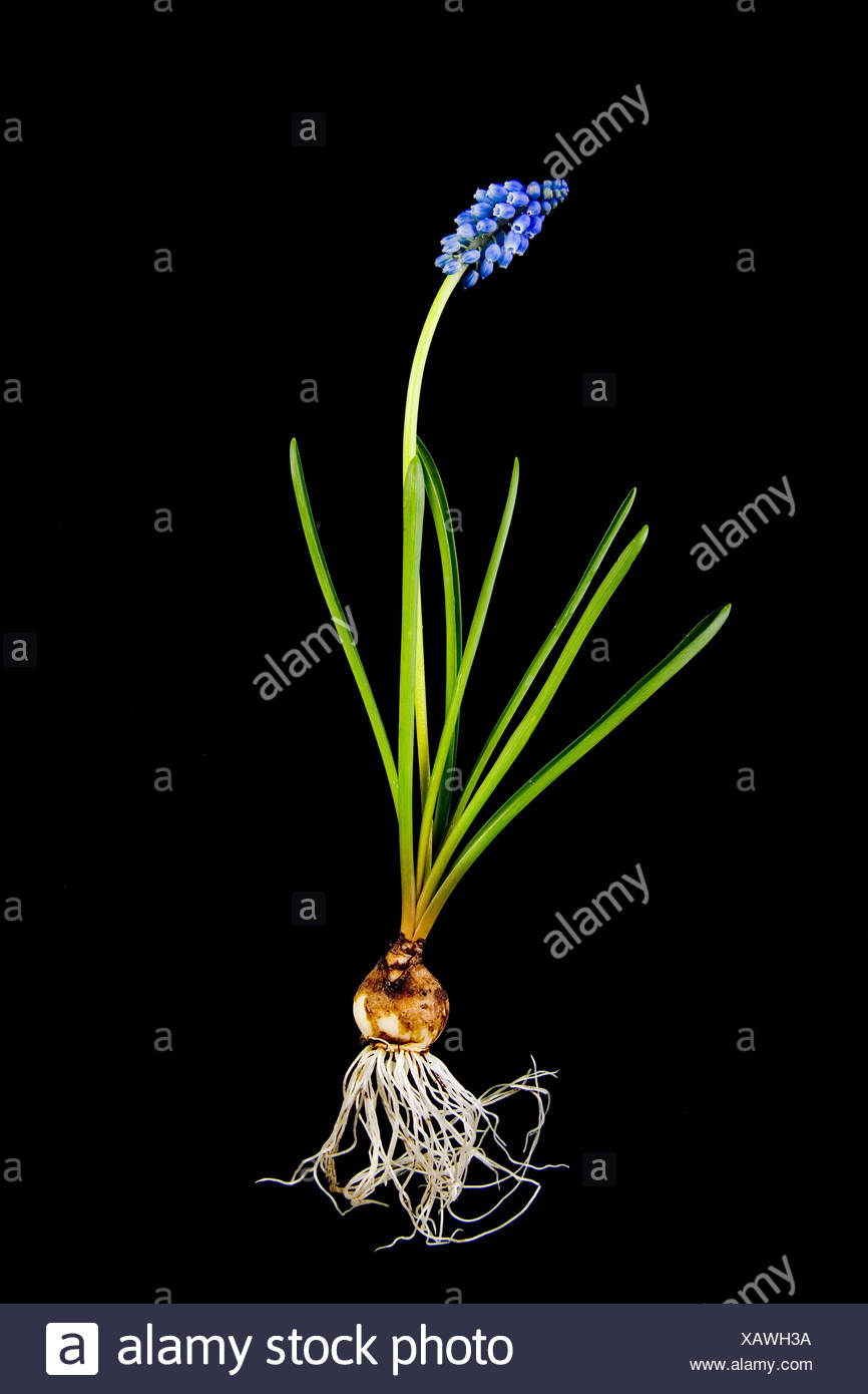 Potted Flower Bulbs High Resolution Stock Photography and Images - Alamy