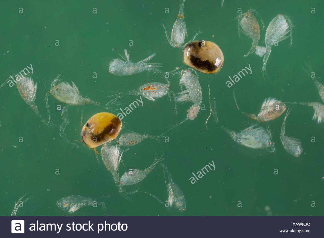Large Copepods High Resolution Stock Photography and Images - Alamy