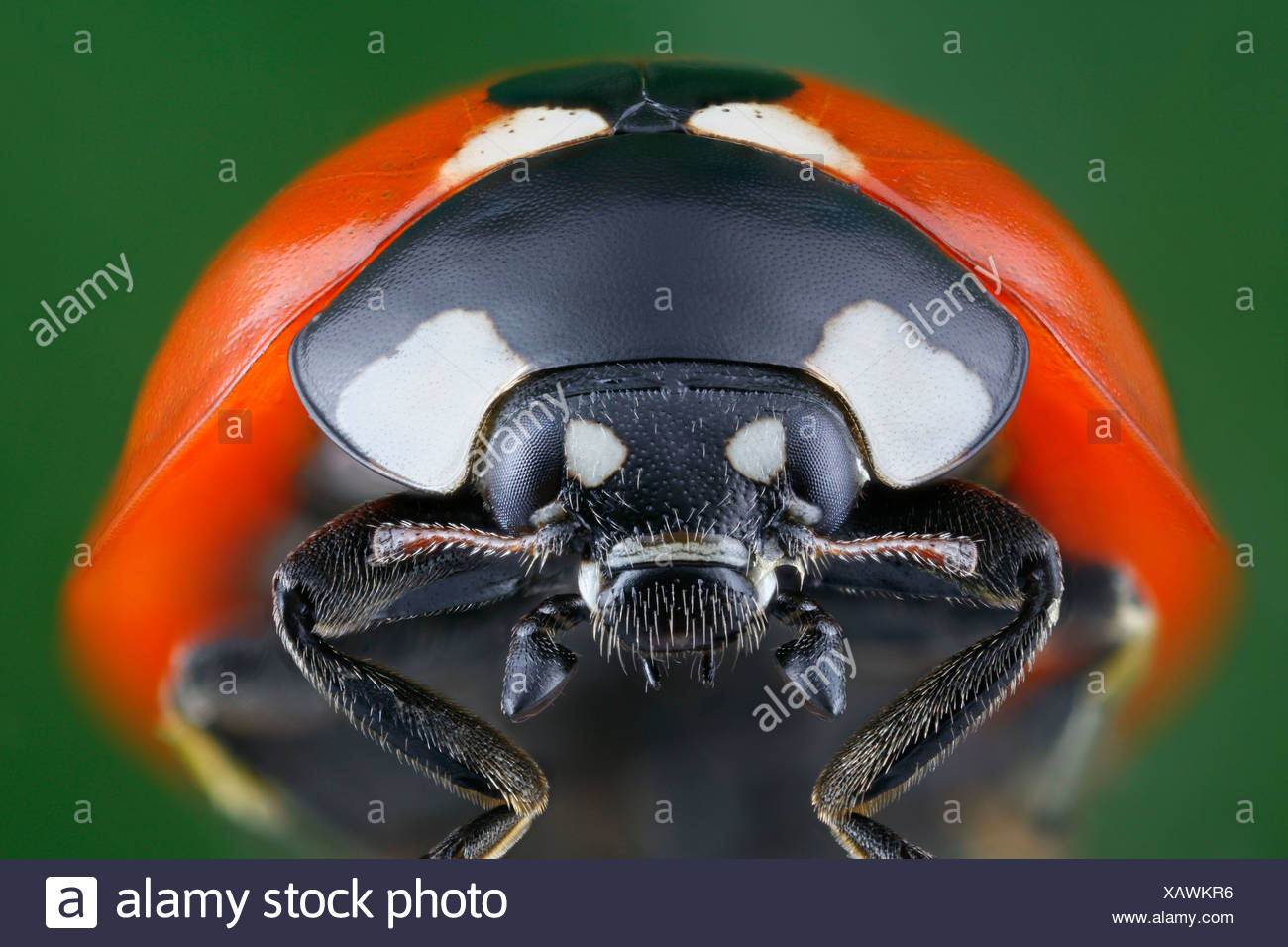 Ladybird Stock Photos & Ladybird Stock Images - Alamy