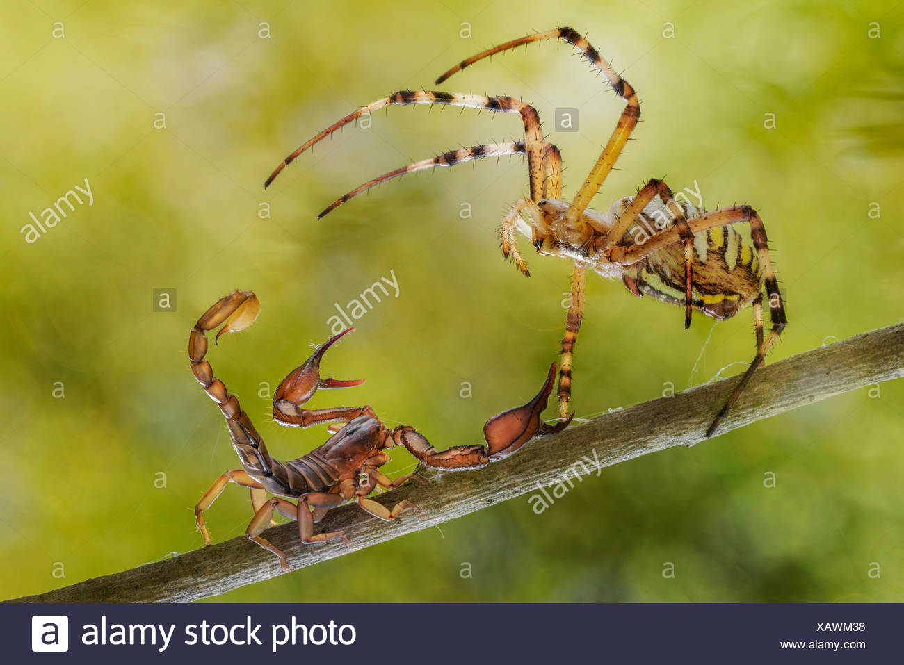 Scorpion Attack Stock Photos & Scorpion Attack Stock Images - Alamy
