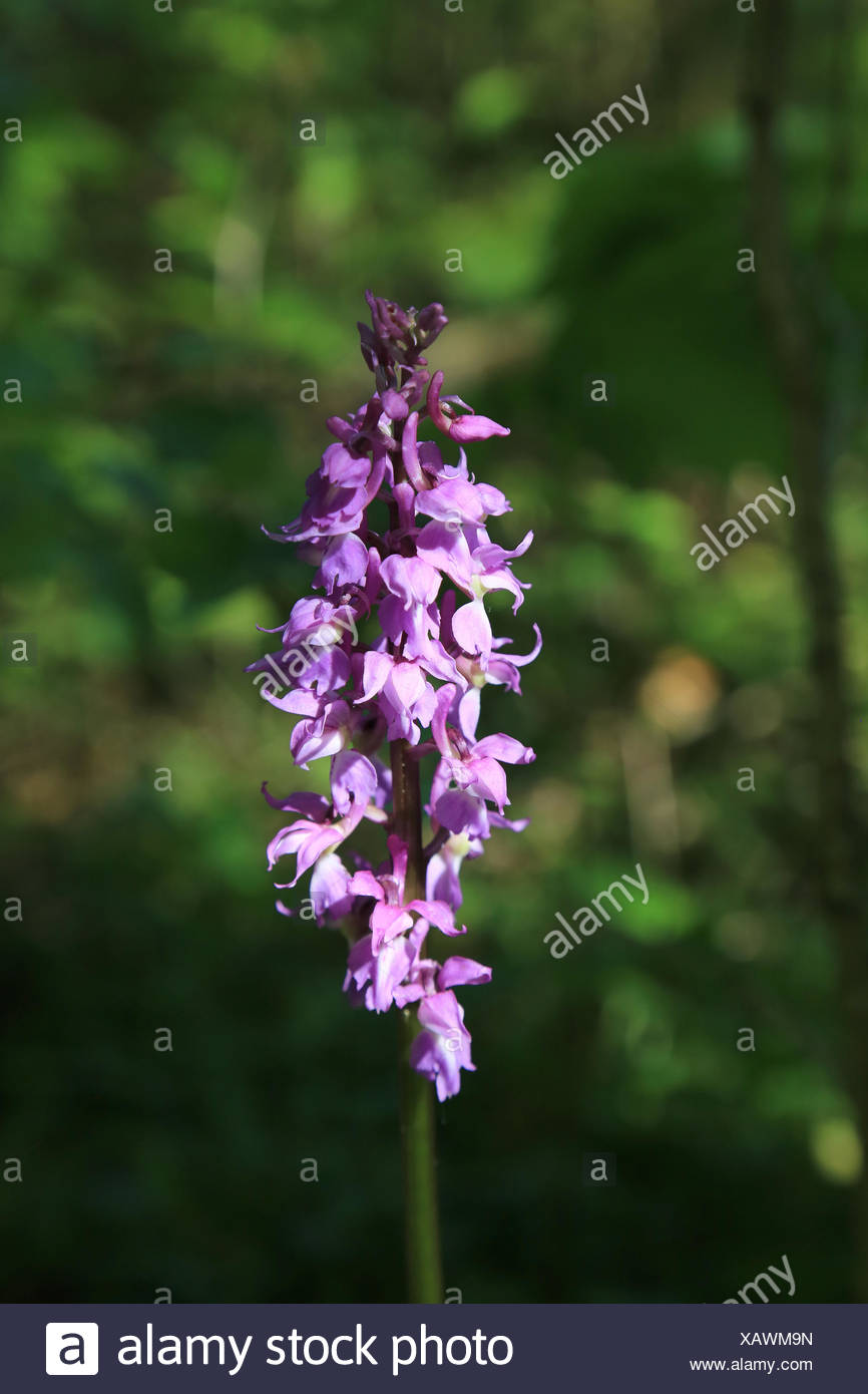 Male Orchis High Resolution Stock Photography and Images - Alamy