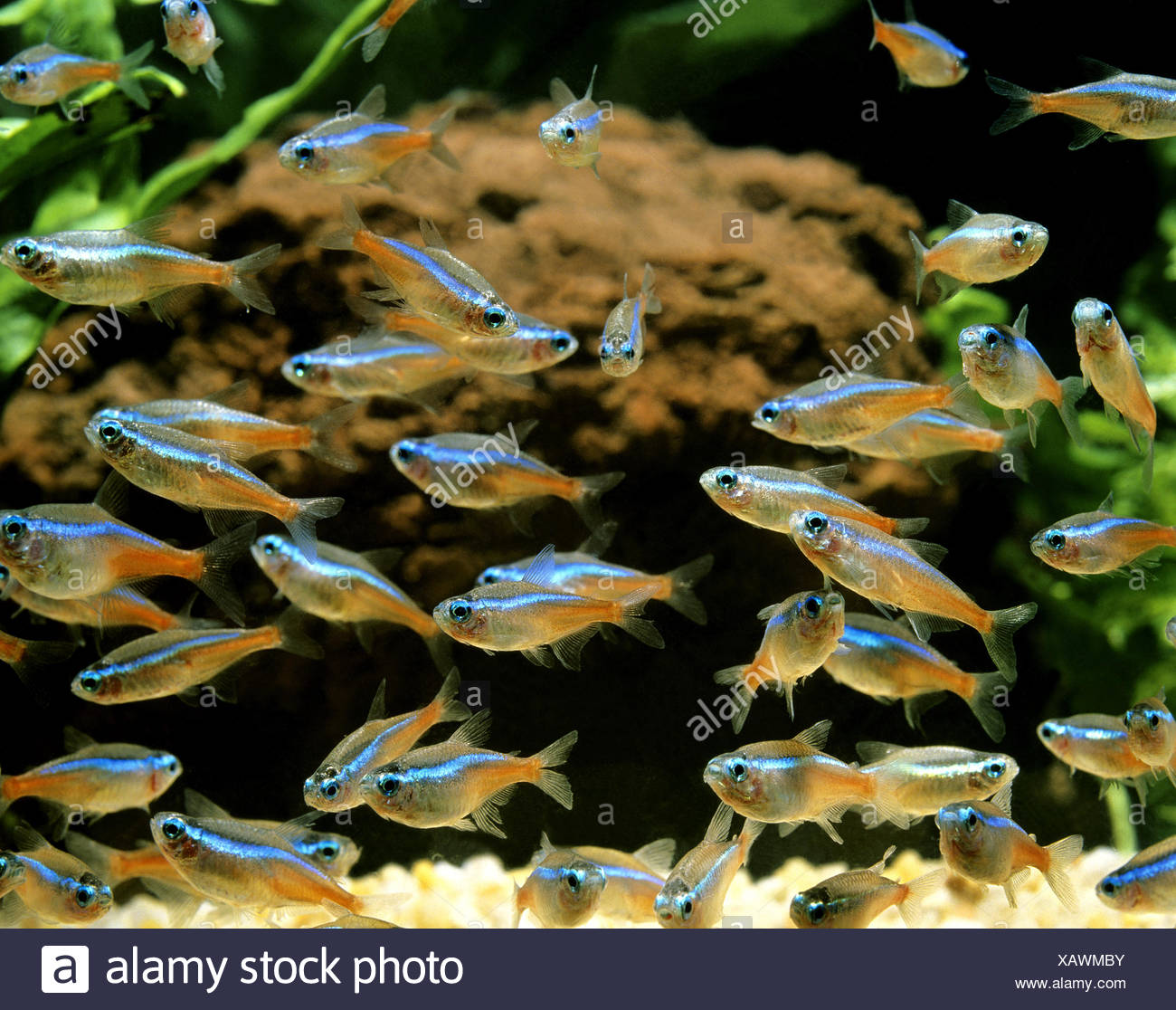 Neon Tetras High Resolution Stock Photography and Images - Alamy