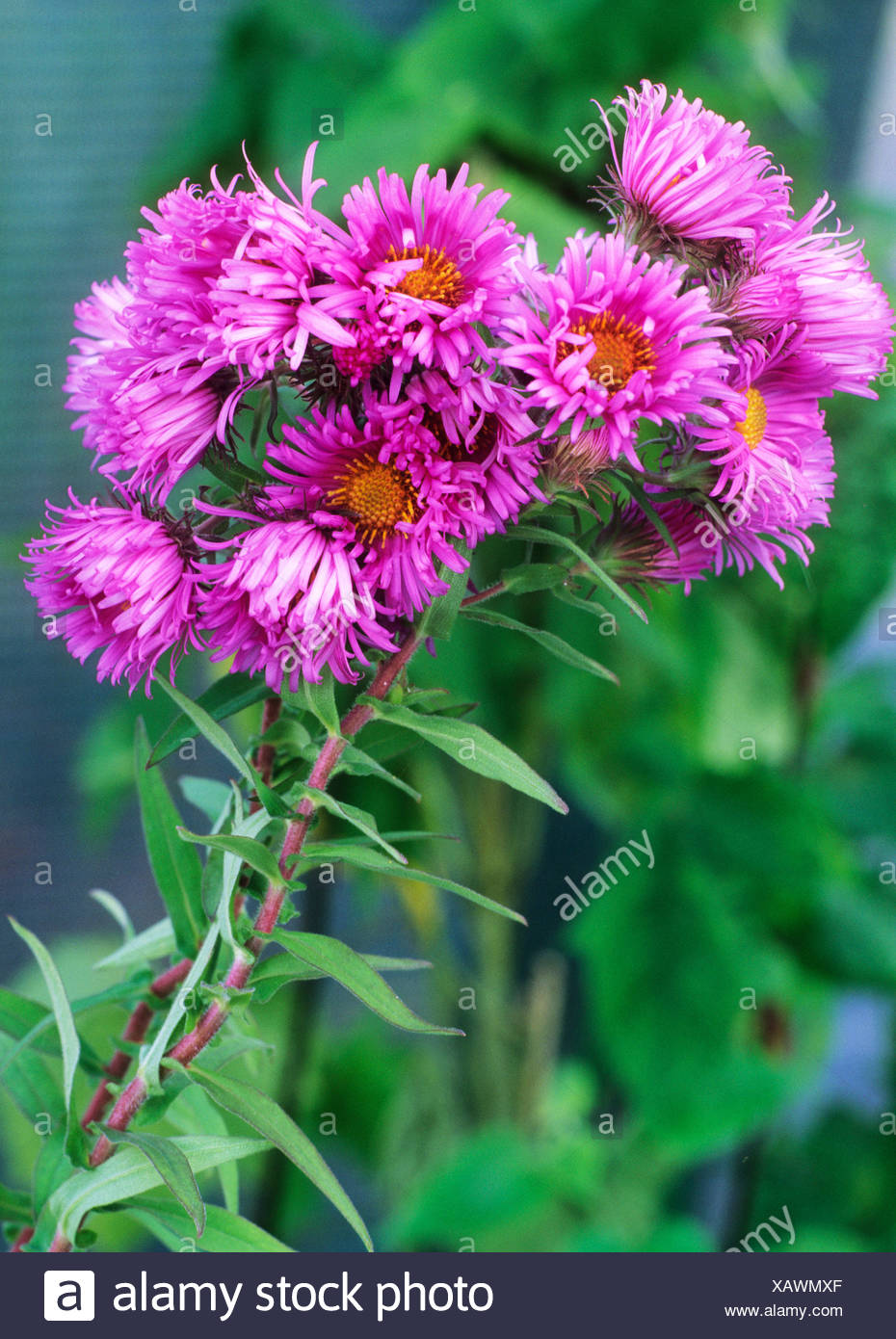Aster Barrs Pink High Resolution Stock Photography and Images - Alamy