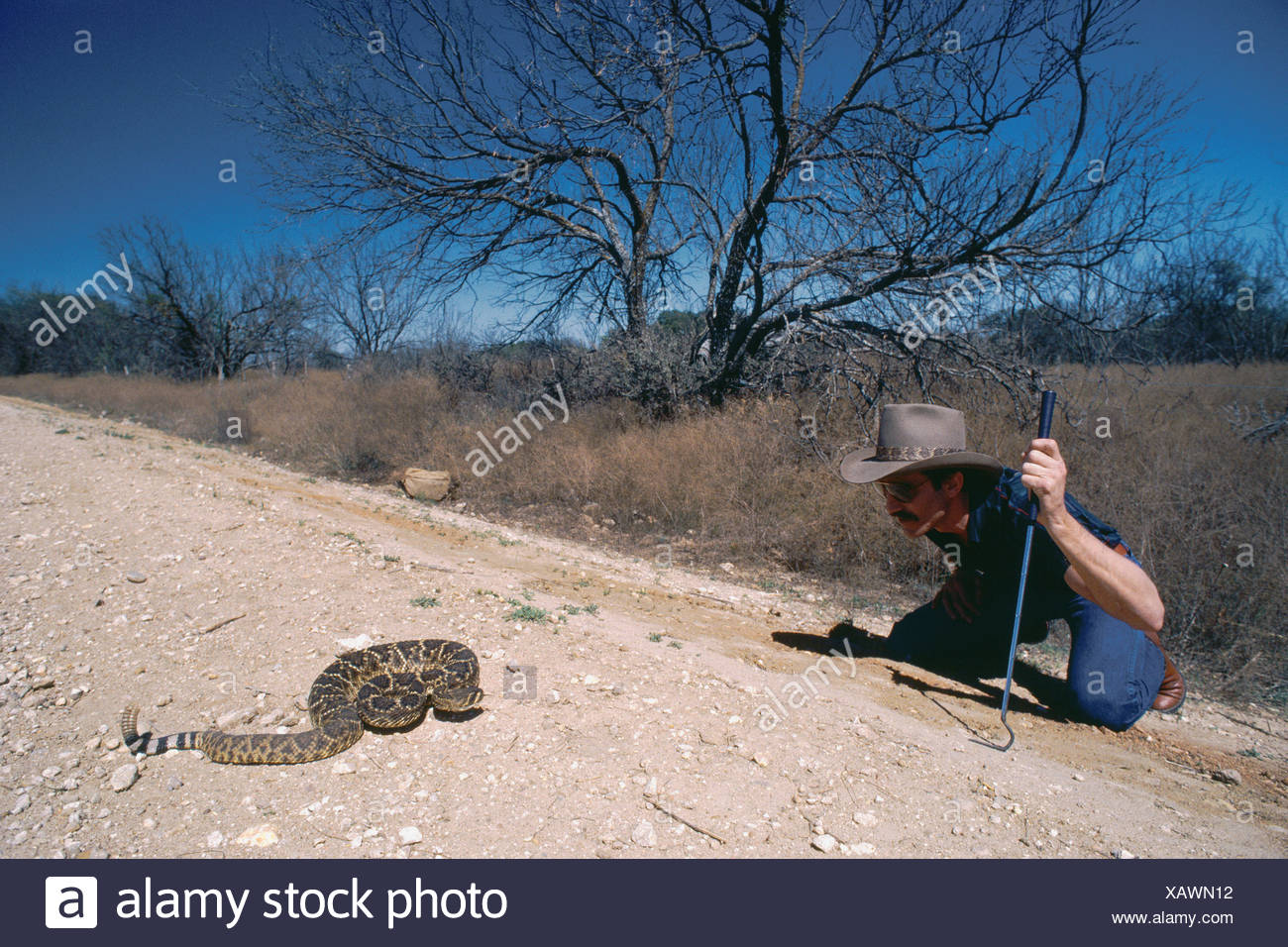 Rattlesnake Roundup High Resolution Stock Photography and Images - Alamy