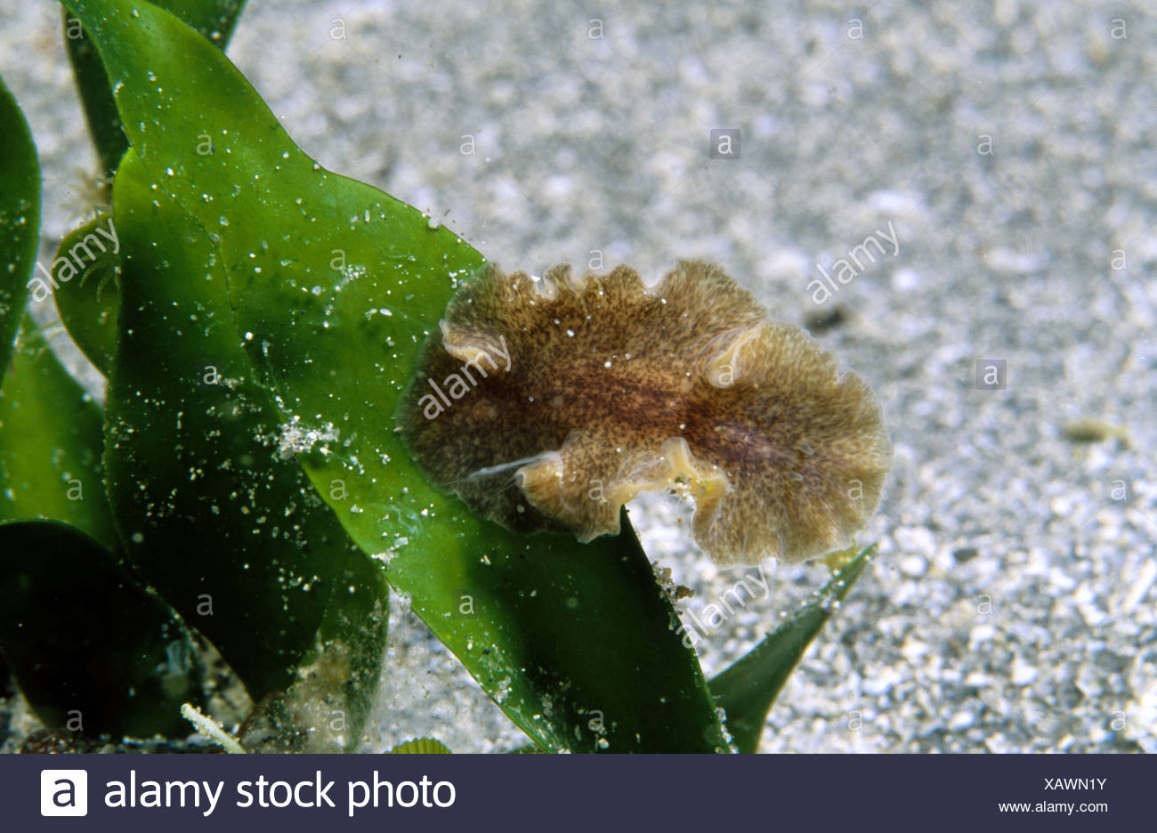 Planarian High Resolution Stock Photography and Images - Alamy