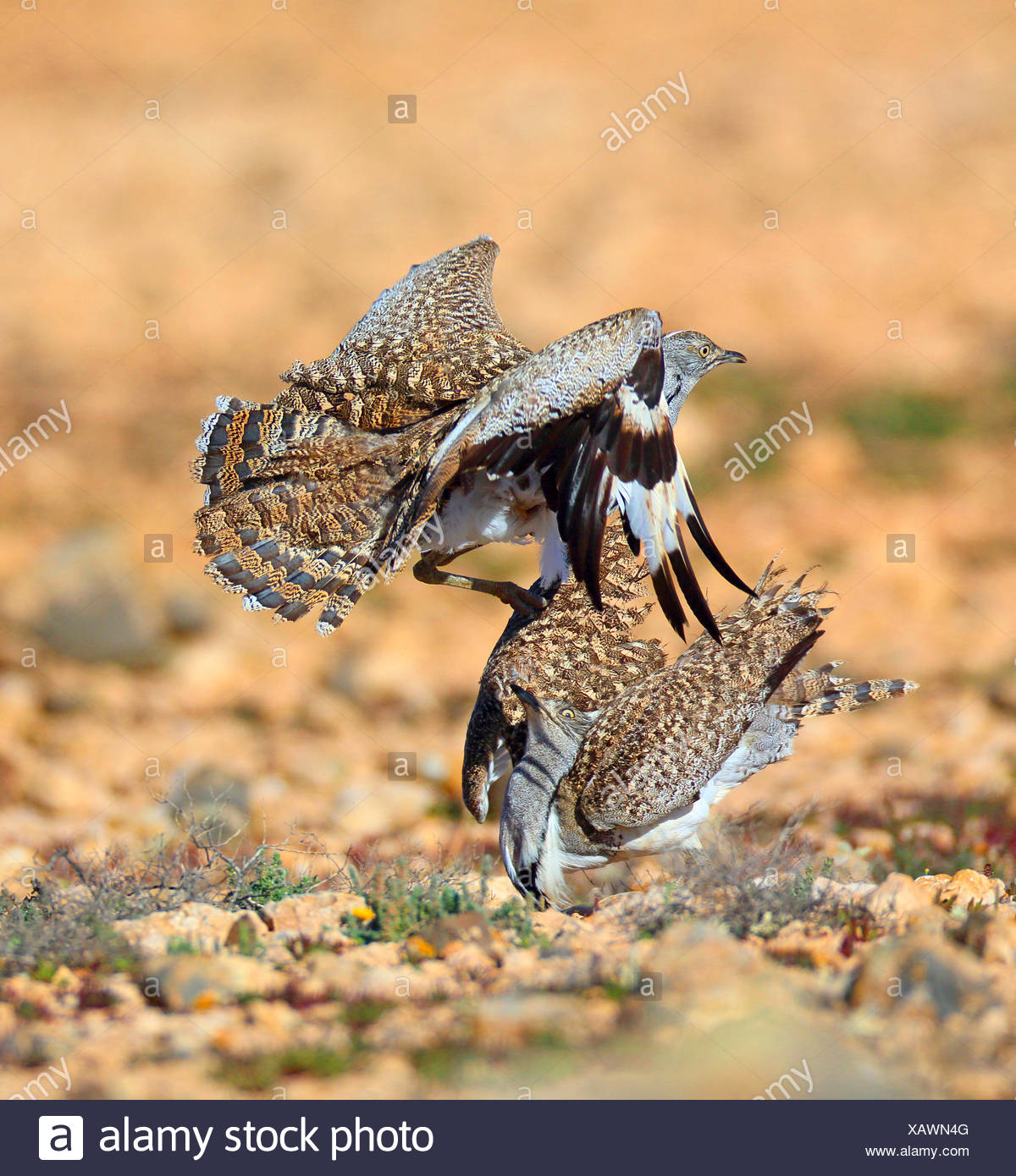 Angry Bird High Resolution Stock Photography and Images - Alamy