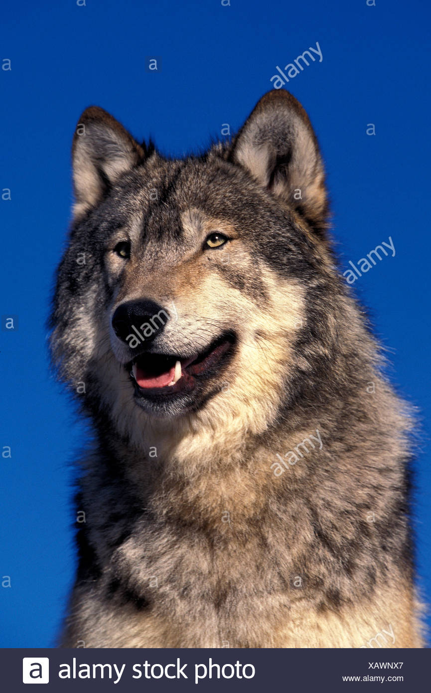 North American Grey Wolf Canis Lupus Occidentalis Stock Photos & North ...