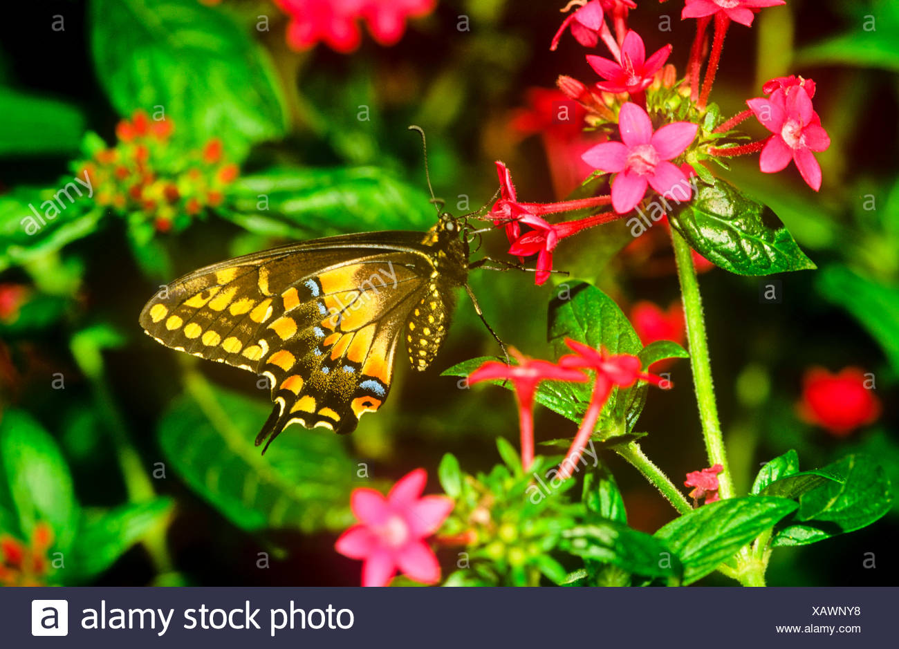 Central American Insect High Resolution Stock Photography and Images ...