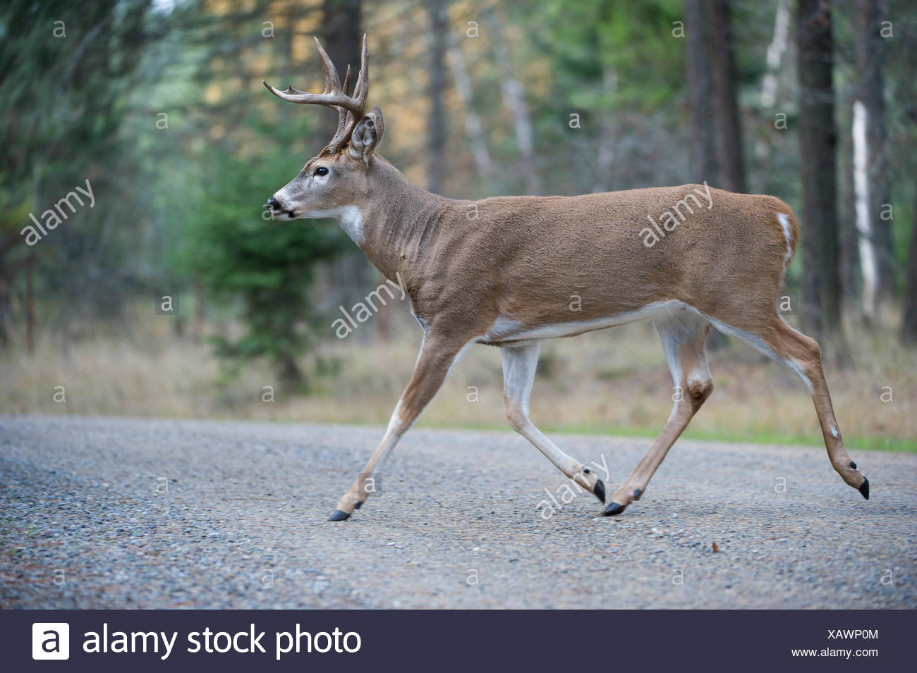 Whitetail Deer Side View Stock Photos & Whitetail Deer Side View Stock ...
