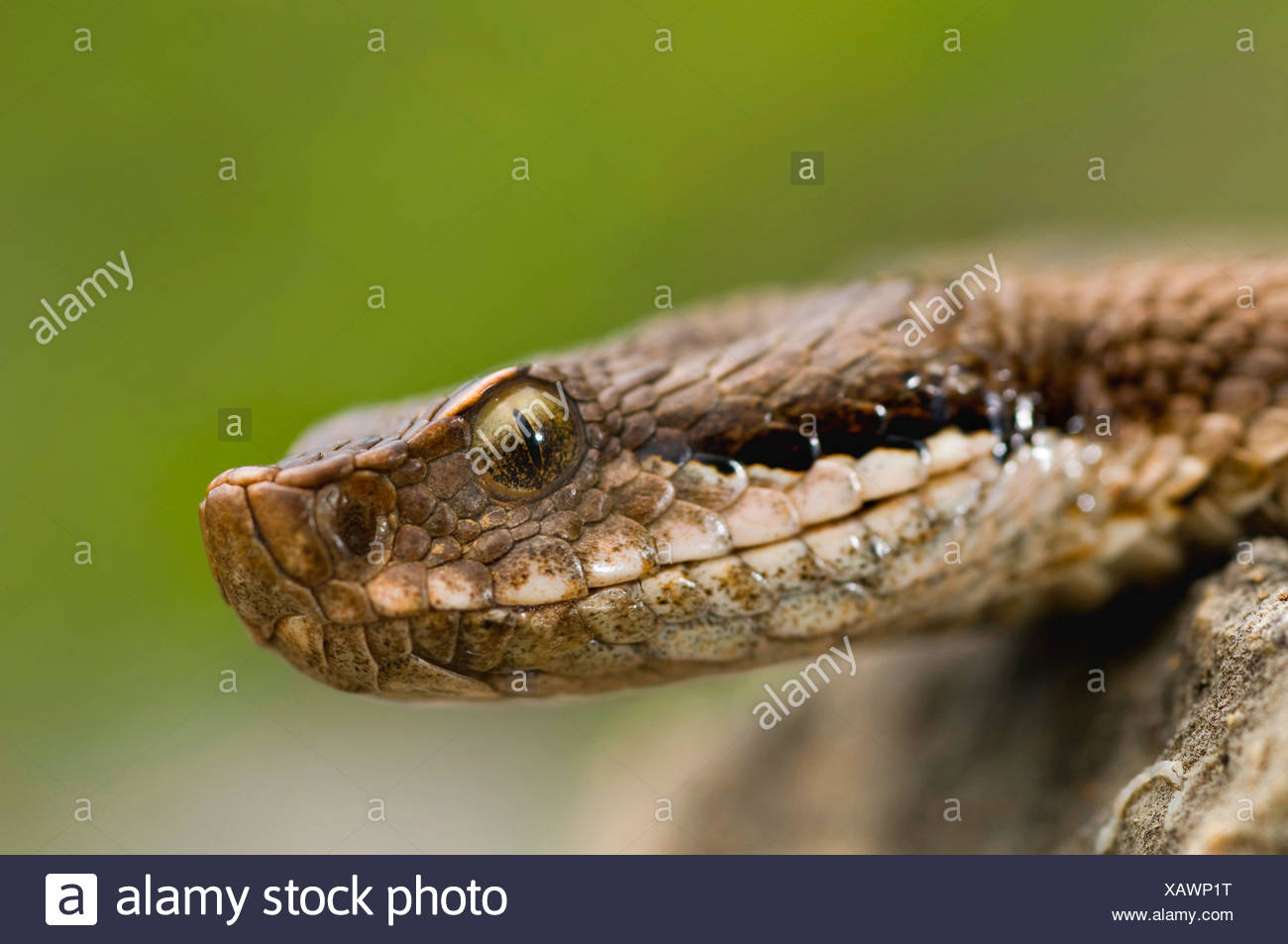 Vipera Aspis Viper Snake Reptile High Resolution Stock Photography and ...