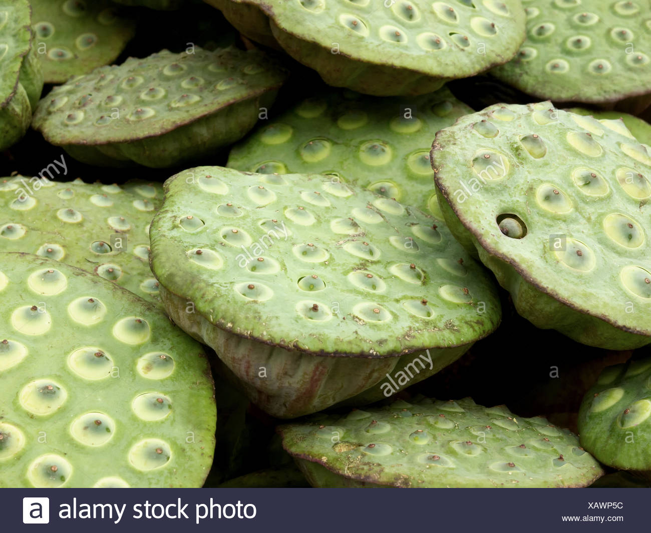 Lotus Seed Pods Stock Photos & Lotus Seed Pods Stock Images - Alamy