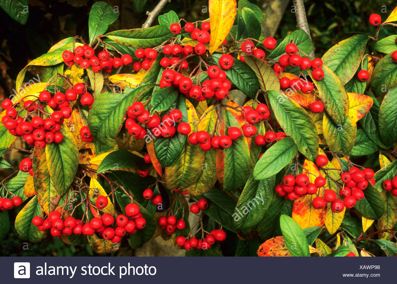 Cornubia Stock Photos & Cornubia Stock Images - Alamy