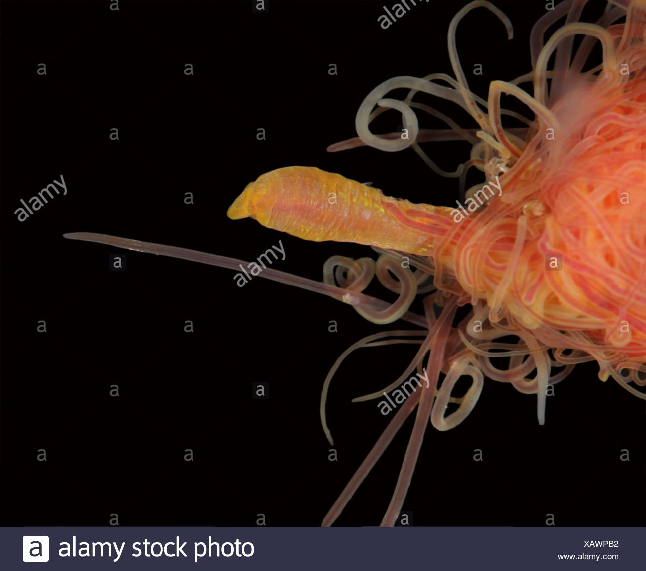 Tentaculata High Resolution Stock Photography and Images - Alamy