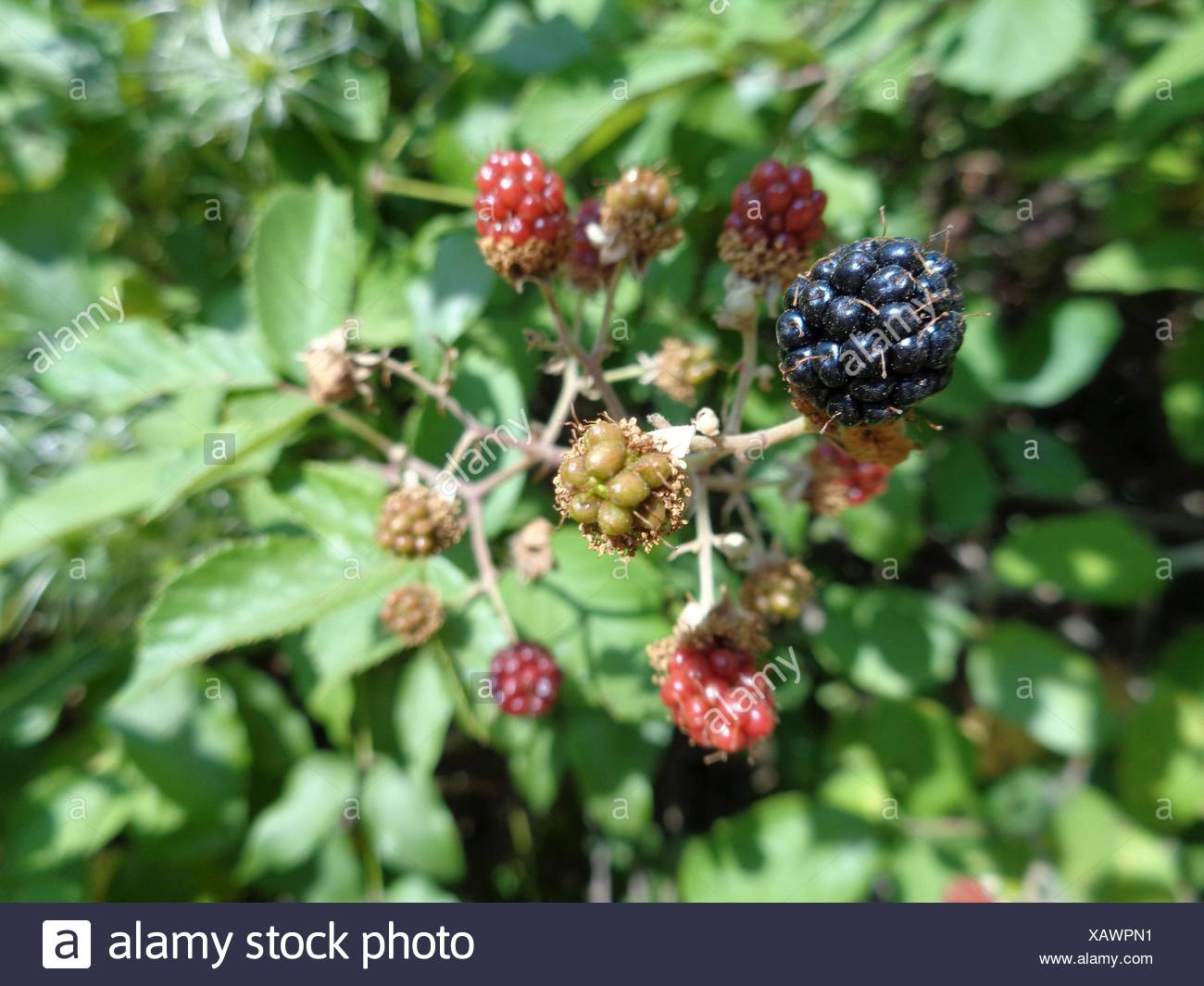 Zarzamora High Resolution Stock Photography and Images - Alamy