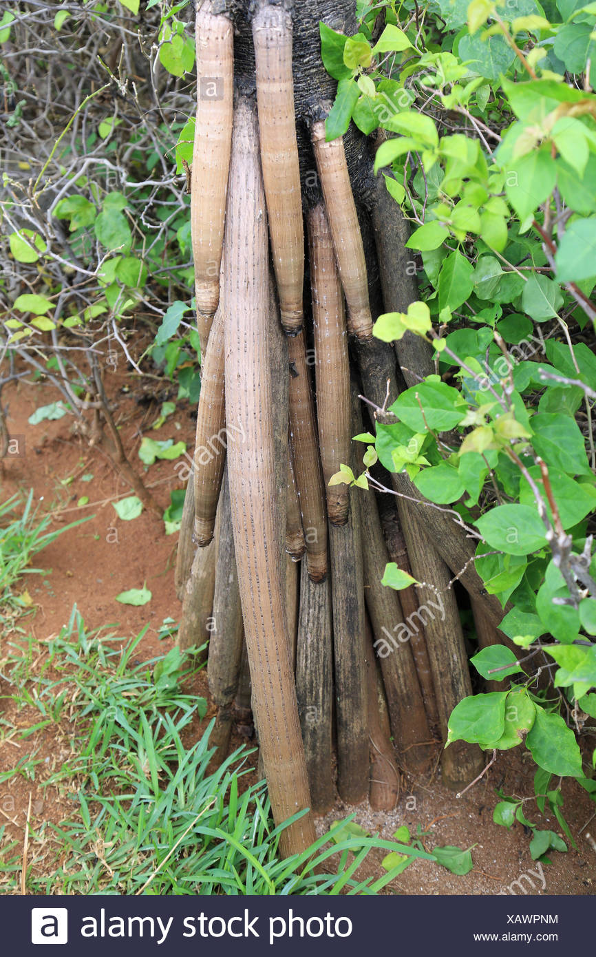 Screwpine High Resolution Stock Photography and Images - Alamy