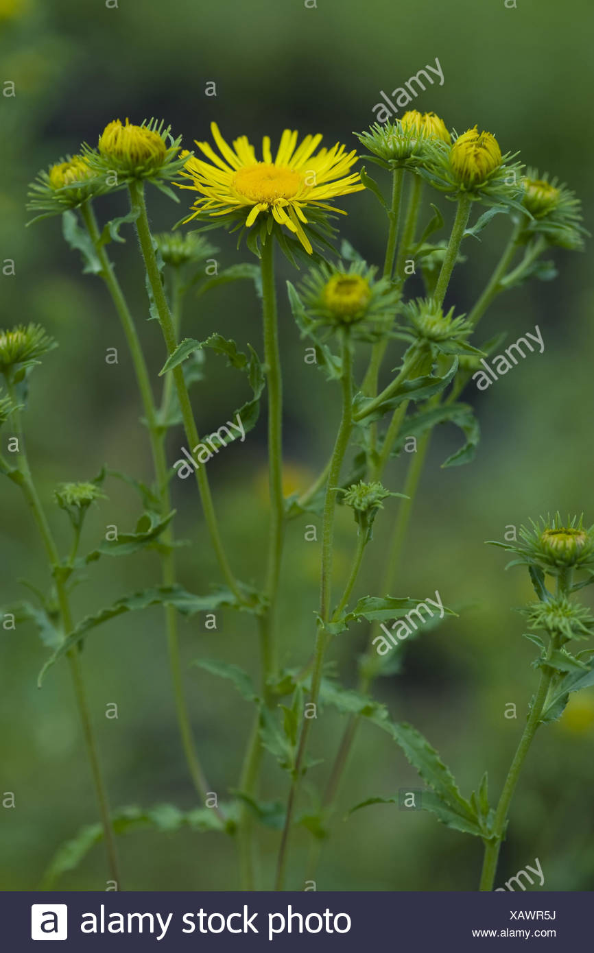 British Weeds High Resolution Stock Photography and Images - Alamy