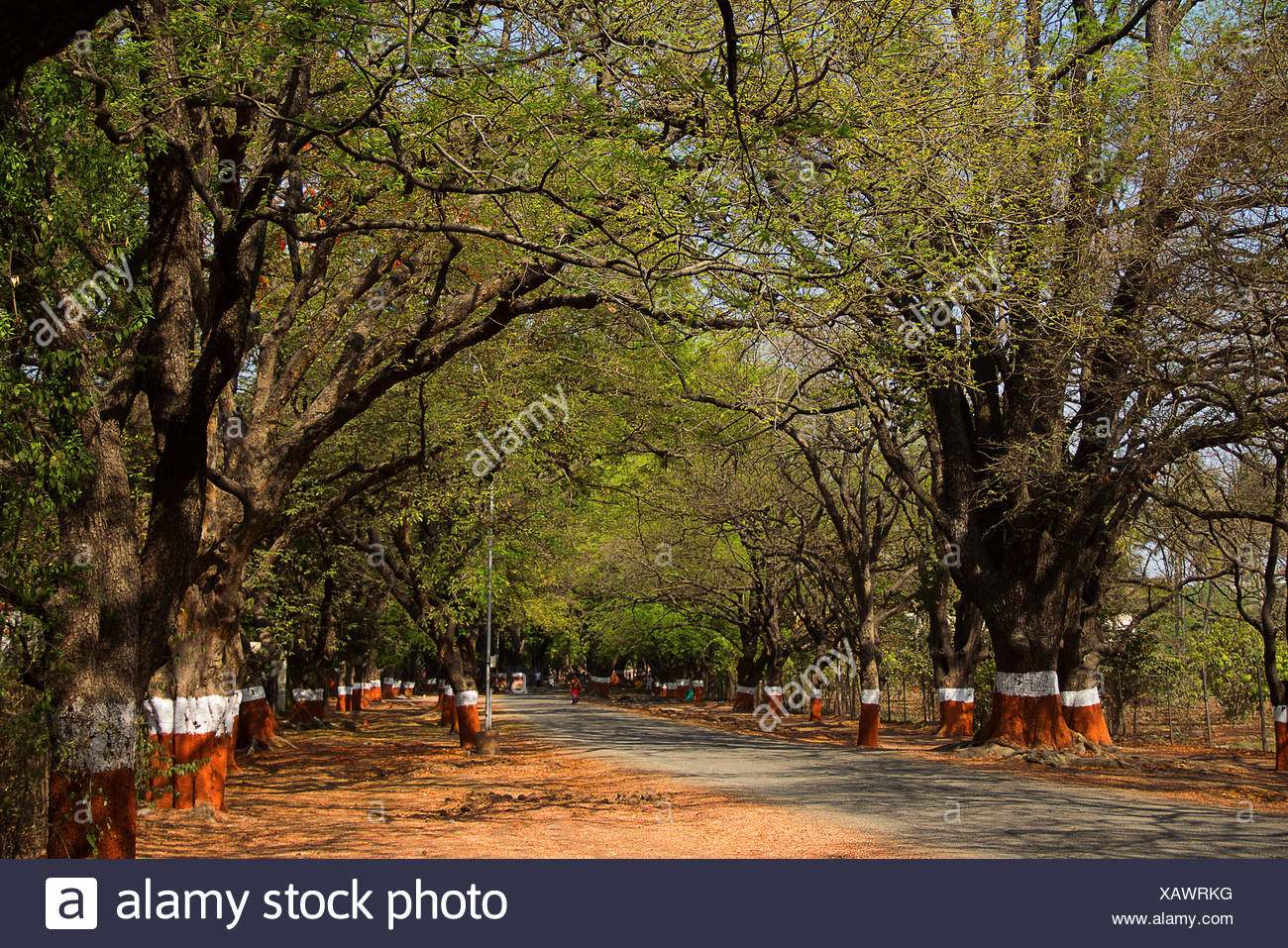 Tamarind Tree Stock Photos & Tamarind Tree Stock Images - Alamy