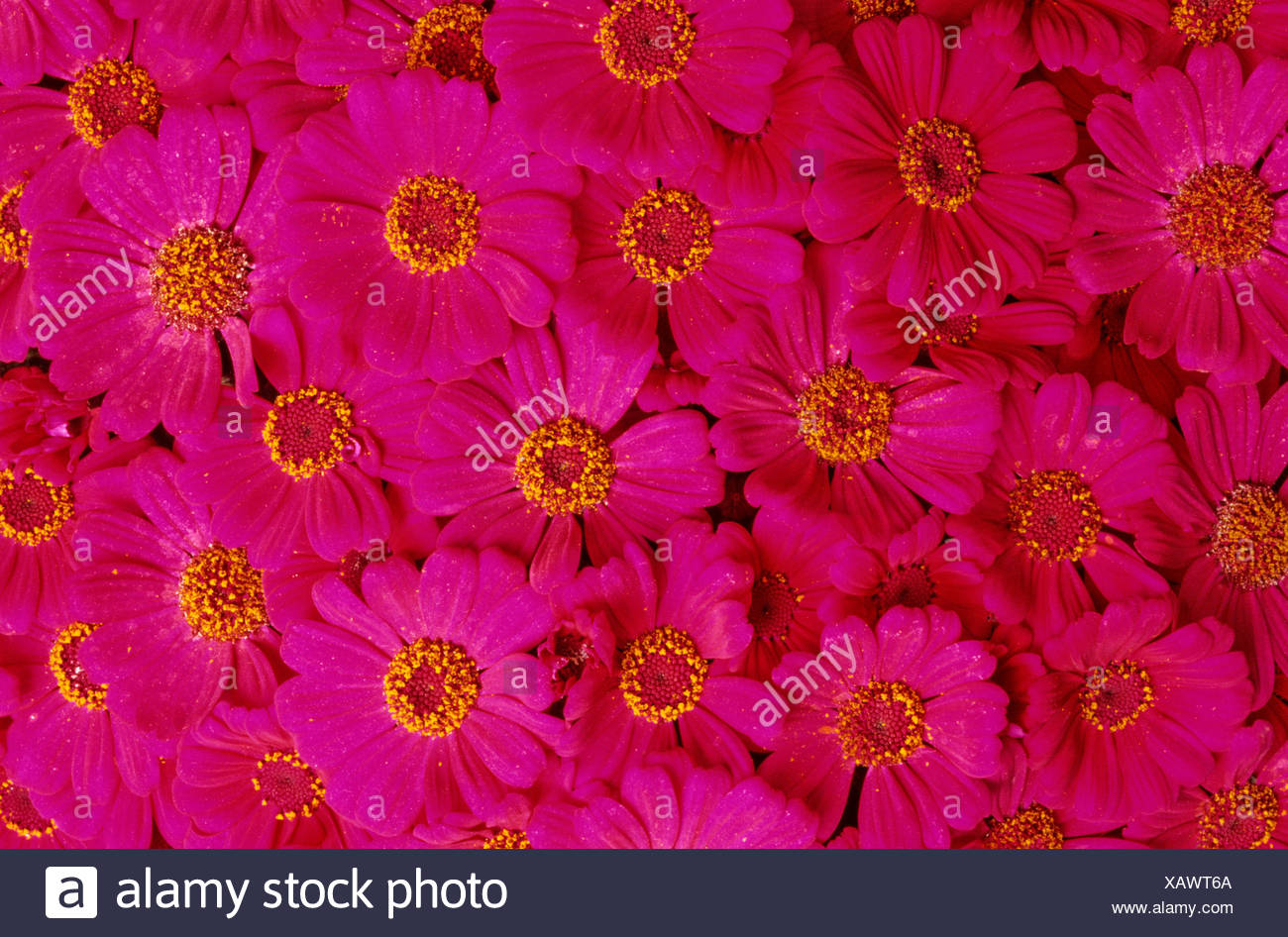 Senecio X Hybridus High Resolution Stock Photography and Images - Alamy