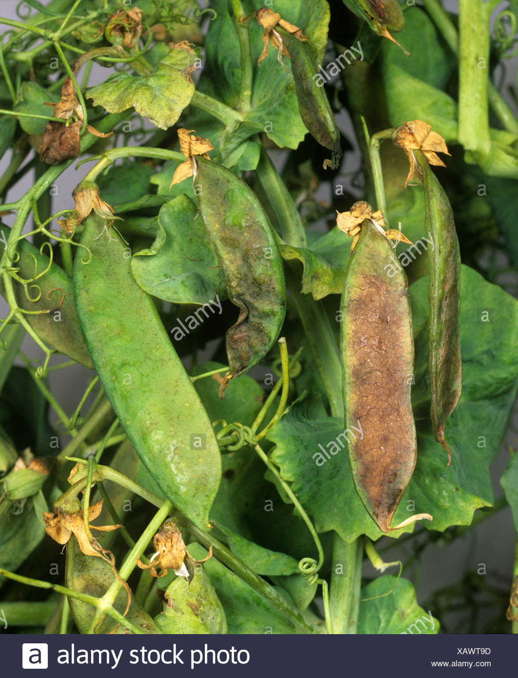 Pea Disease High Resolution Stock Photography and Images - Alamy