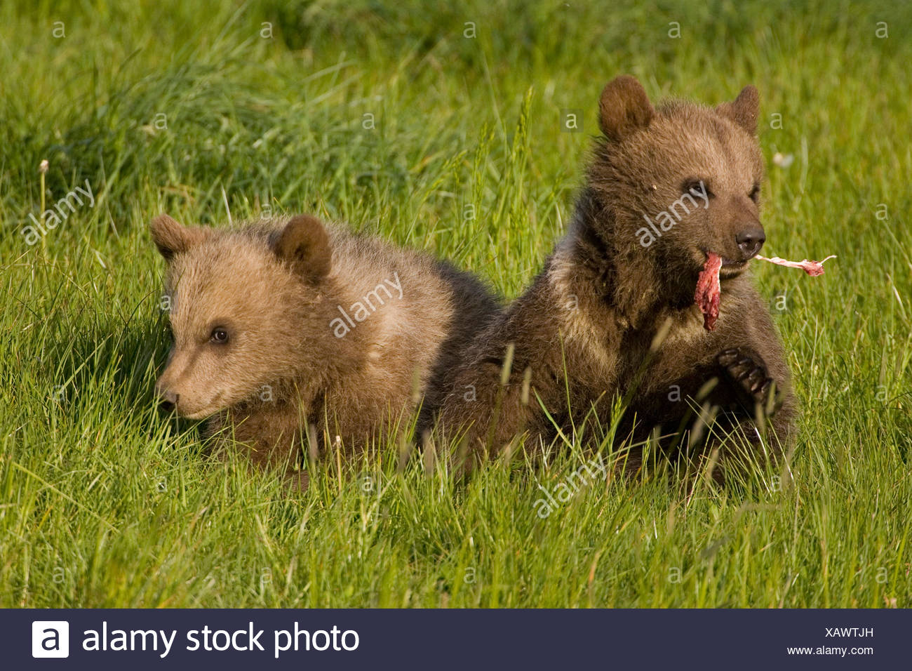 Brown Bear Cub Eating Grass High Resolution Stock Photography and ...
