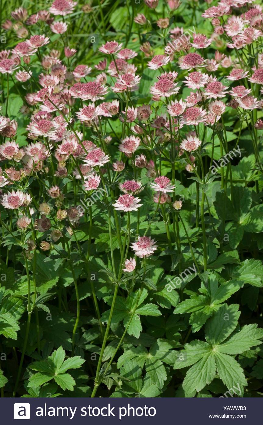 Major Roma High Resolution Stock Photography and Images - Alamy