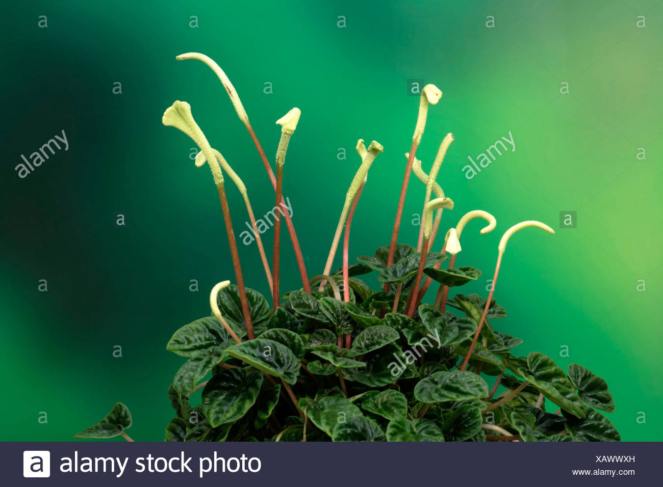 Peperomia Flowers High Resolution Stock Photography and Images - Alamy