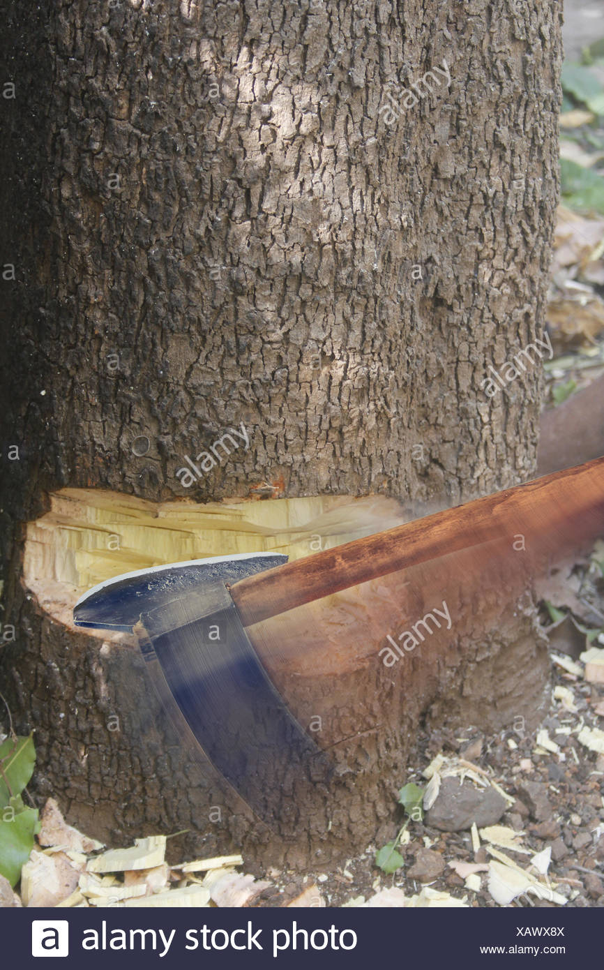 Cutting Tree With Axe High Resolution Stock Photography and Images - Alamy