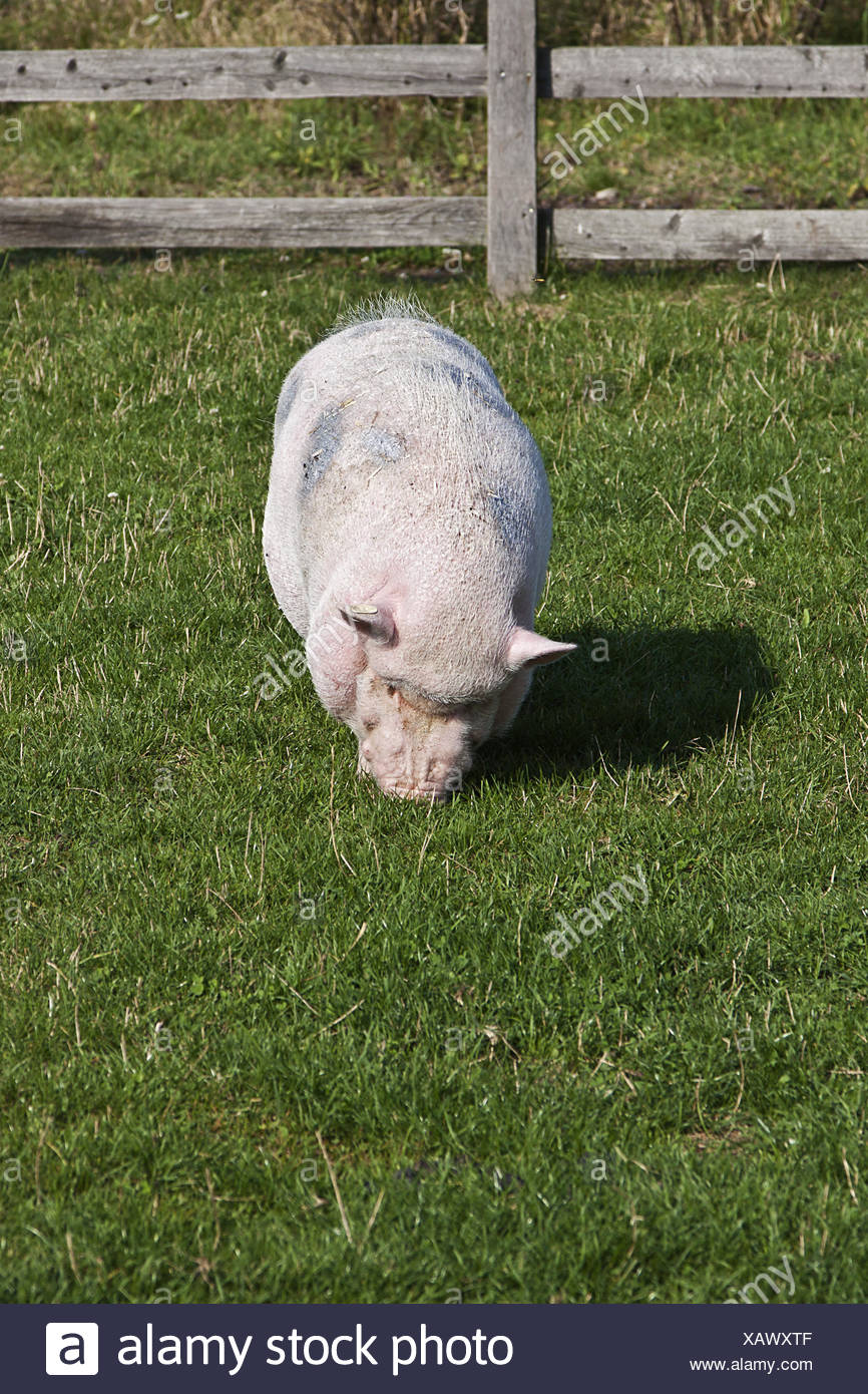 German Pig Breed High Resolution Stock Photography and Images - Alamy