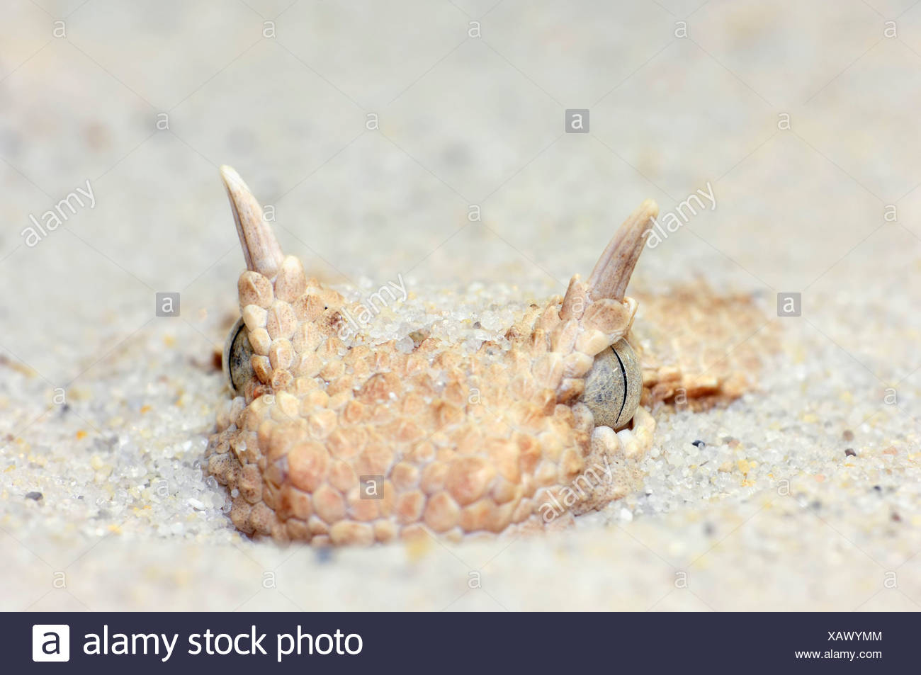 Venomous Snakes Of The Saharan Desert High Resolution Stock Photography ...