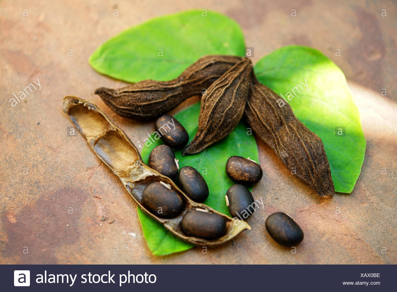 Mucuna Pruriens Stock Photos & Mucuna Pruriens Stock Images - Alamy