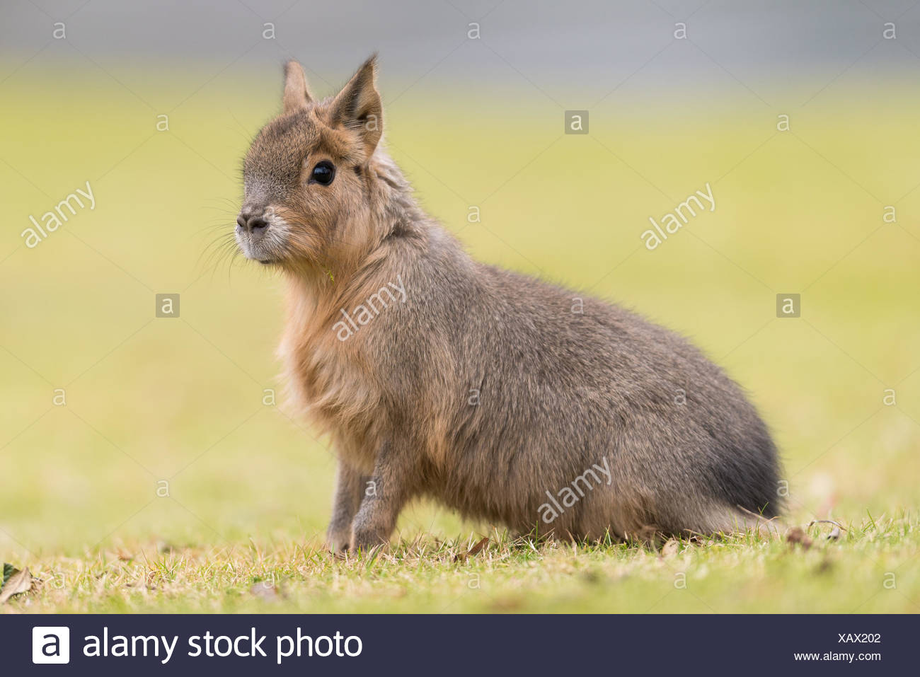 Pampashase High Resolution Stock Photography and Images - Alamy