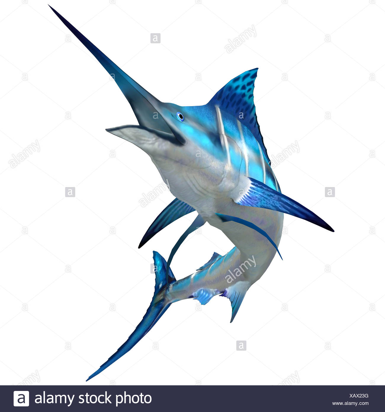 Blue Marlin Fish