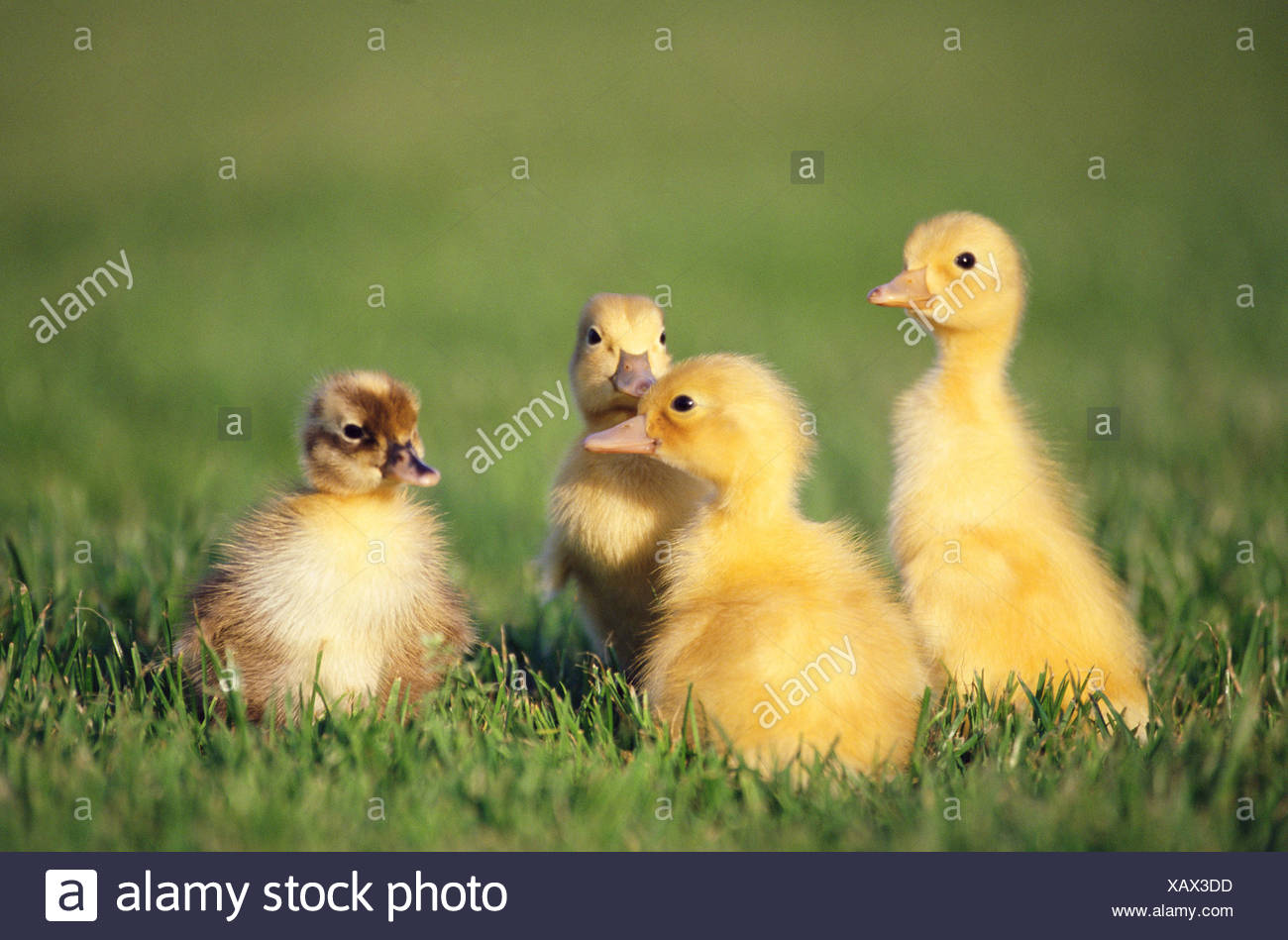 A Group Of Ducklings High Resolution Stock Photography and Images - Alamy