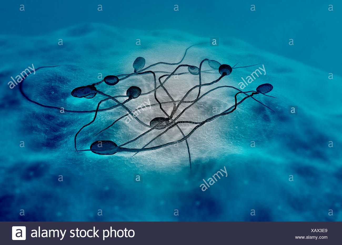 Human Sperm Cells Stock Photos & Human Sperm Cells Stock Images - Alamy