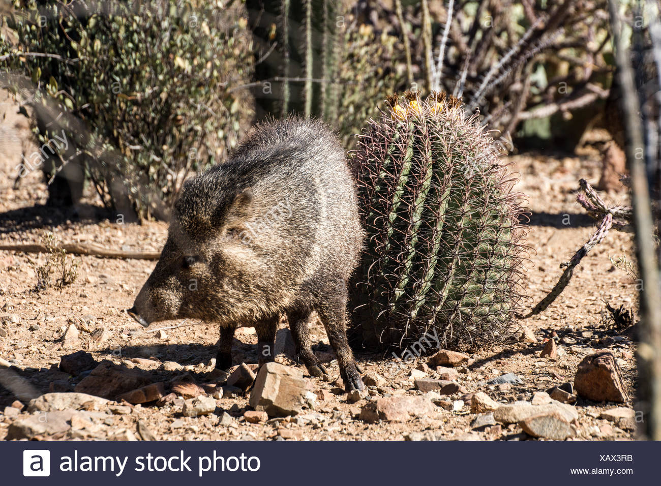 Desert Javelina High Resolution Stock Photography and Images - Alamy
