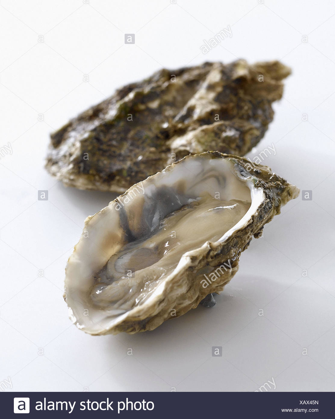 Giant Oyster High Resolution Stock Photography and Images - Alamy