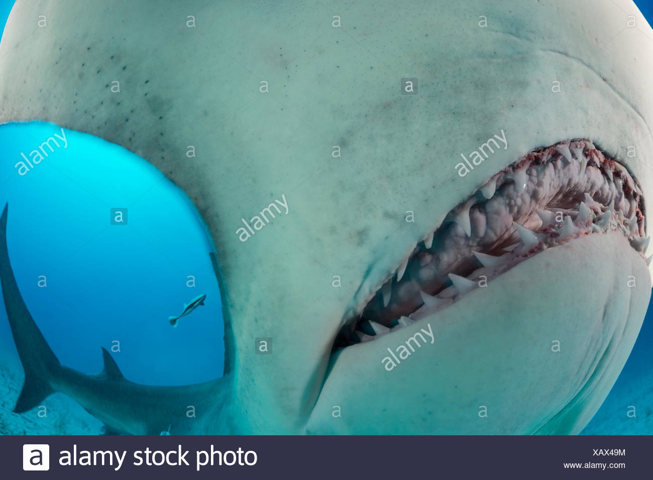 An Open Mouth With Teeth High Resolution Stock Photography and Images ...