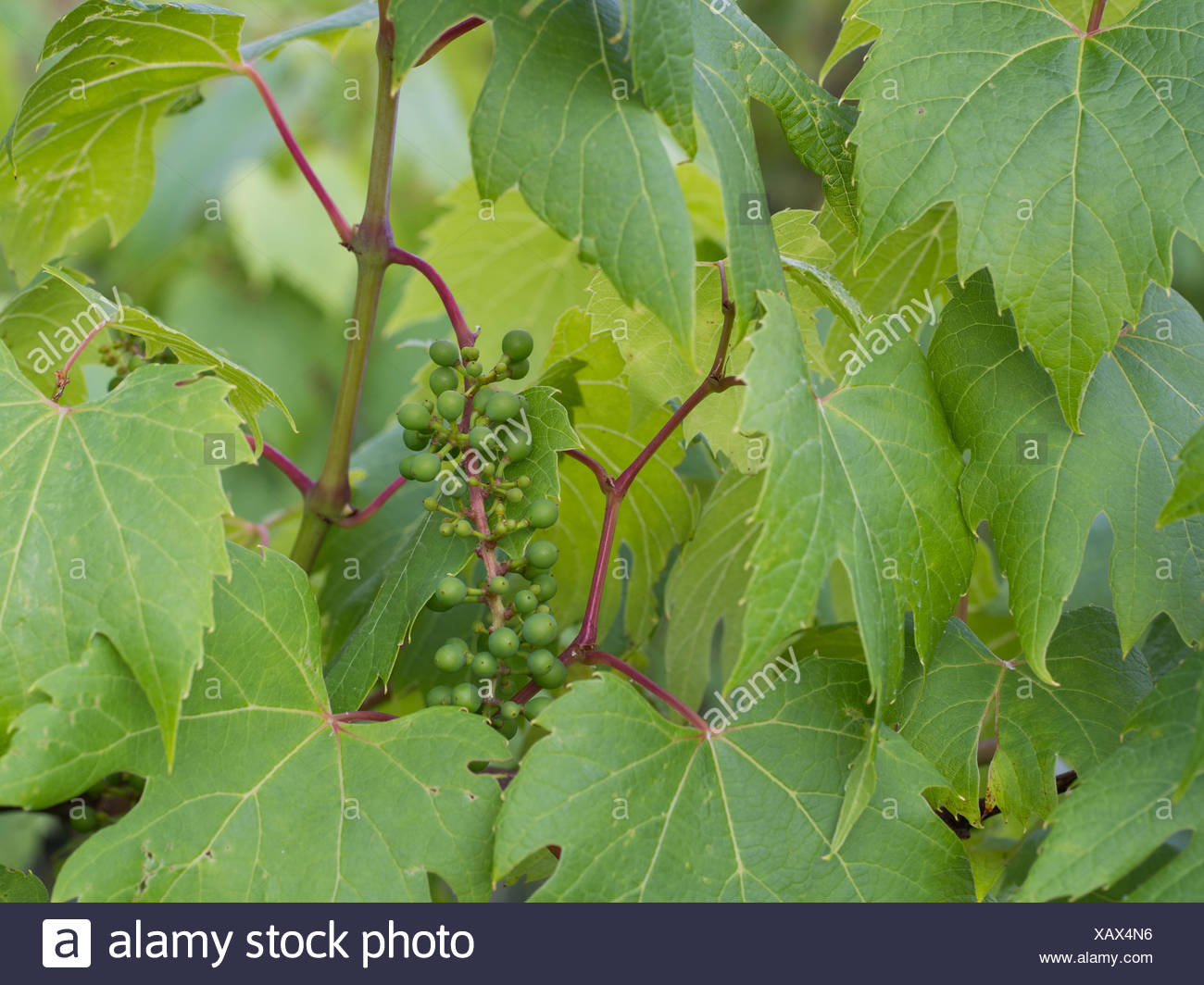 Vitis Vinifera Grapevine High Resolution Stock Photography and Images - Alamy