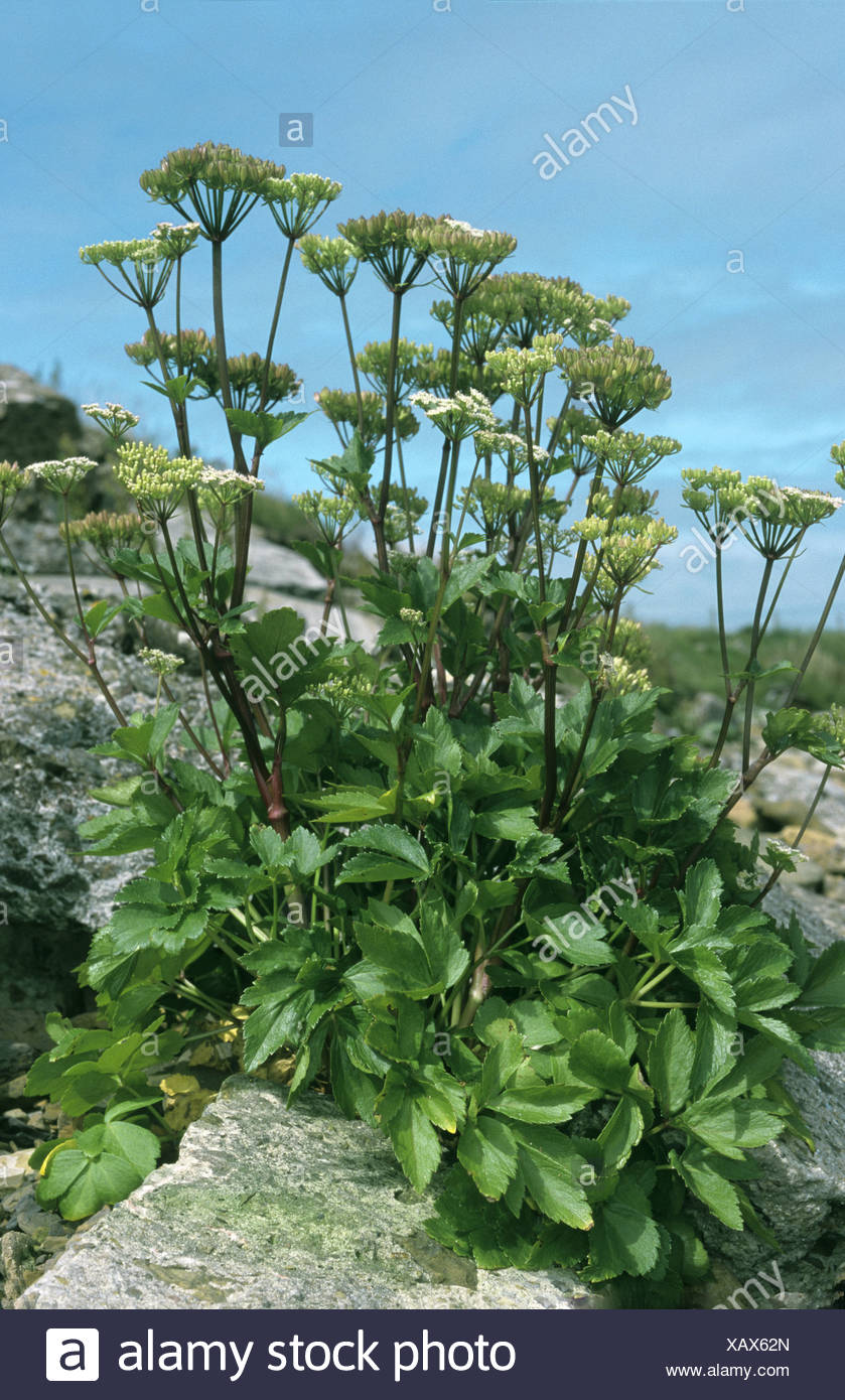 Scottish Lovage High Resolution Stock Photography and Images - Alamy