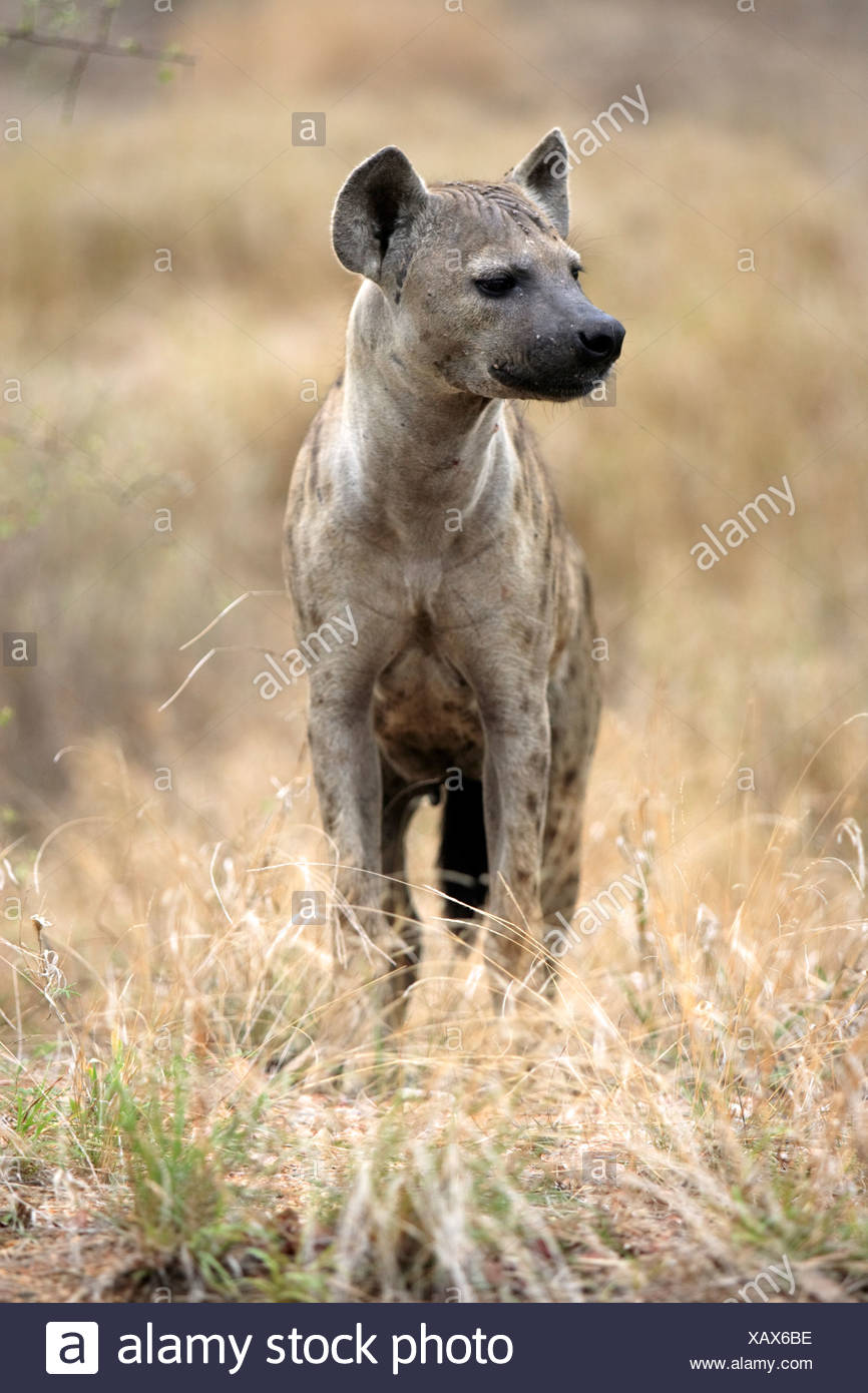 Female Spotted Hyena High Resolution Stock Photography and Images - Alamy