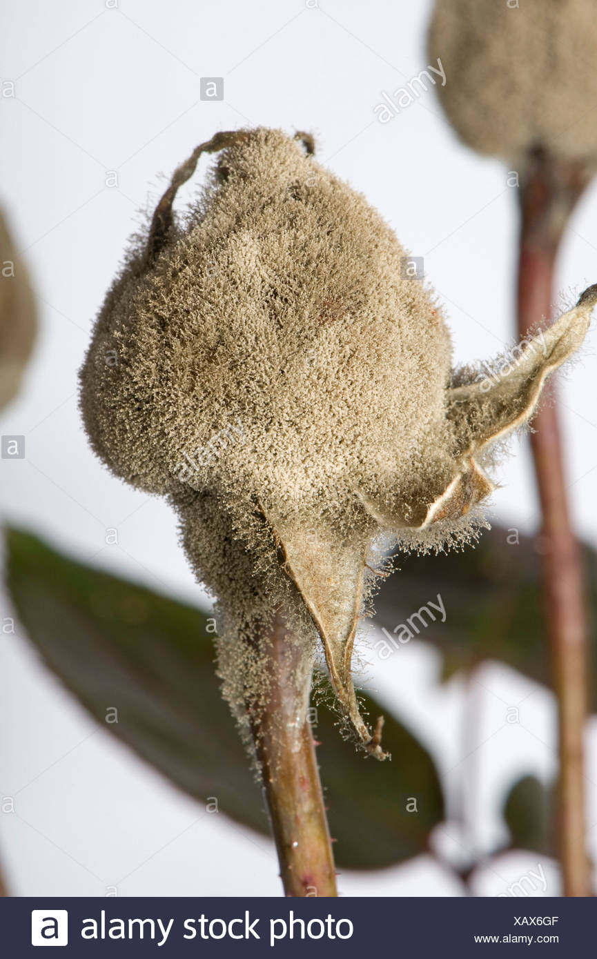 Botrytis Blight High Resolution Stock Photography and Images - Alamy