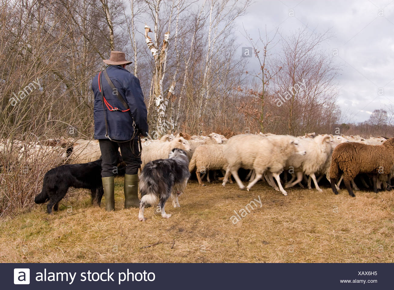 Schaapshond Stock Photos & Schaapshond Stock Images - Alamy