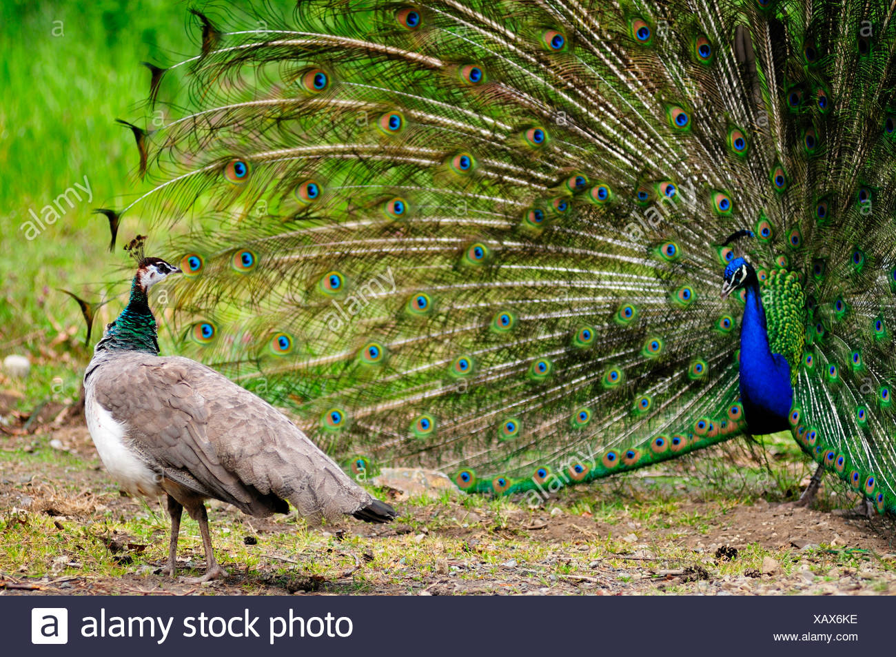 Female Peacock Stock Photos & Female Peacock Stock Images - Alamy