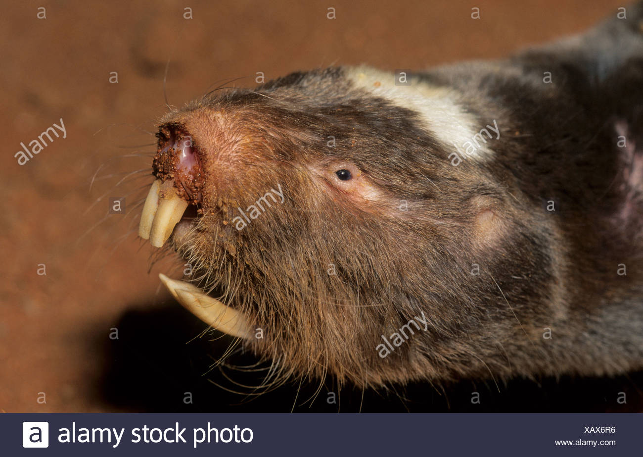 Mole Rat Stock Photos & Mole Rat Stock Images - Alamy