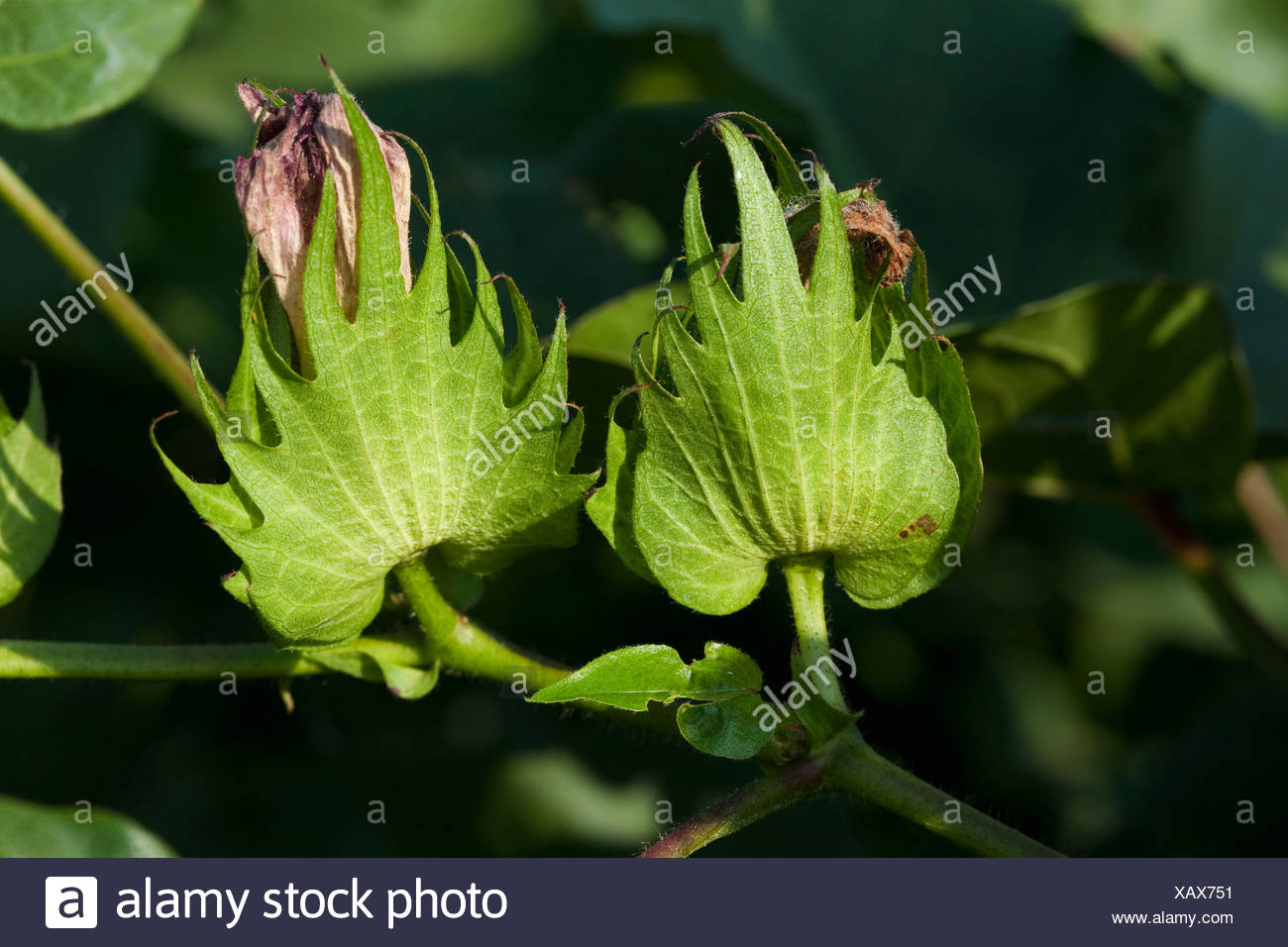 Plant Development Stage High Resolution Stock Photography and Images ...