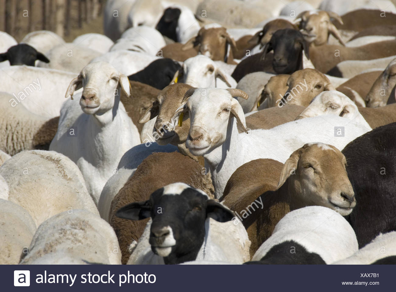 Karakul Sheep Stock Photos & Karakul Sheep Stock Images - Alamy